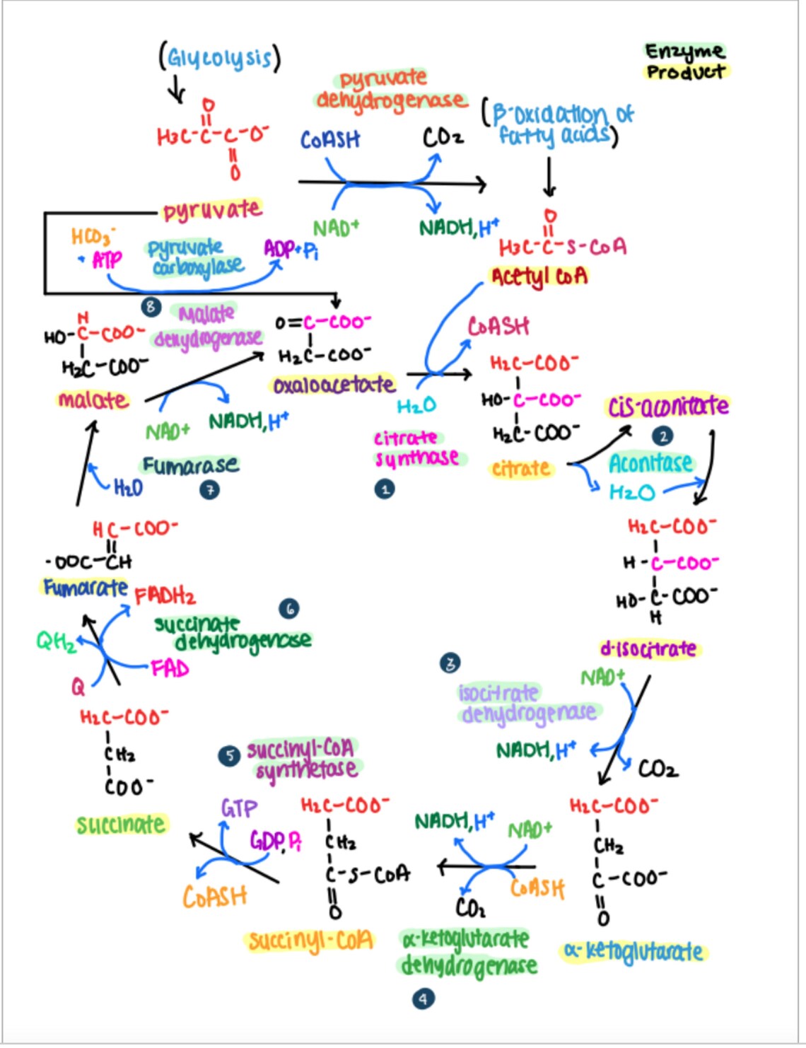 2023 Comprehensive MCAT Study Guide - Etsy
