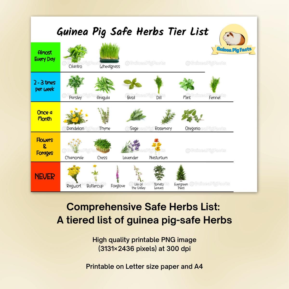 Guinea Pig Safe Herbs and Flowers Chart, Printable Herbs Tier List ...