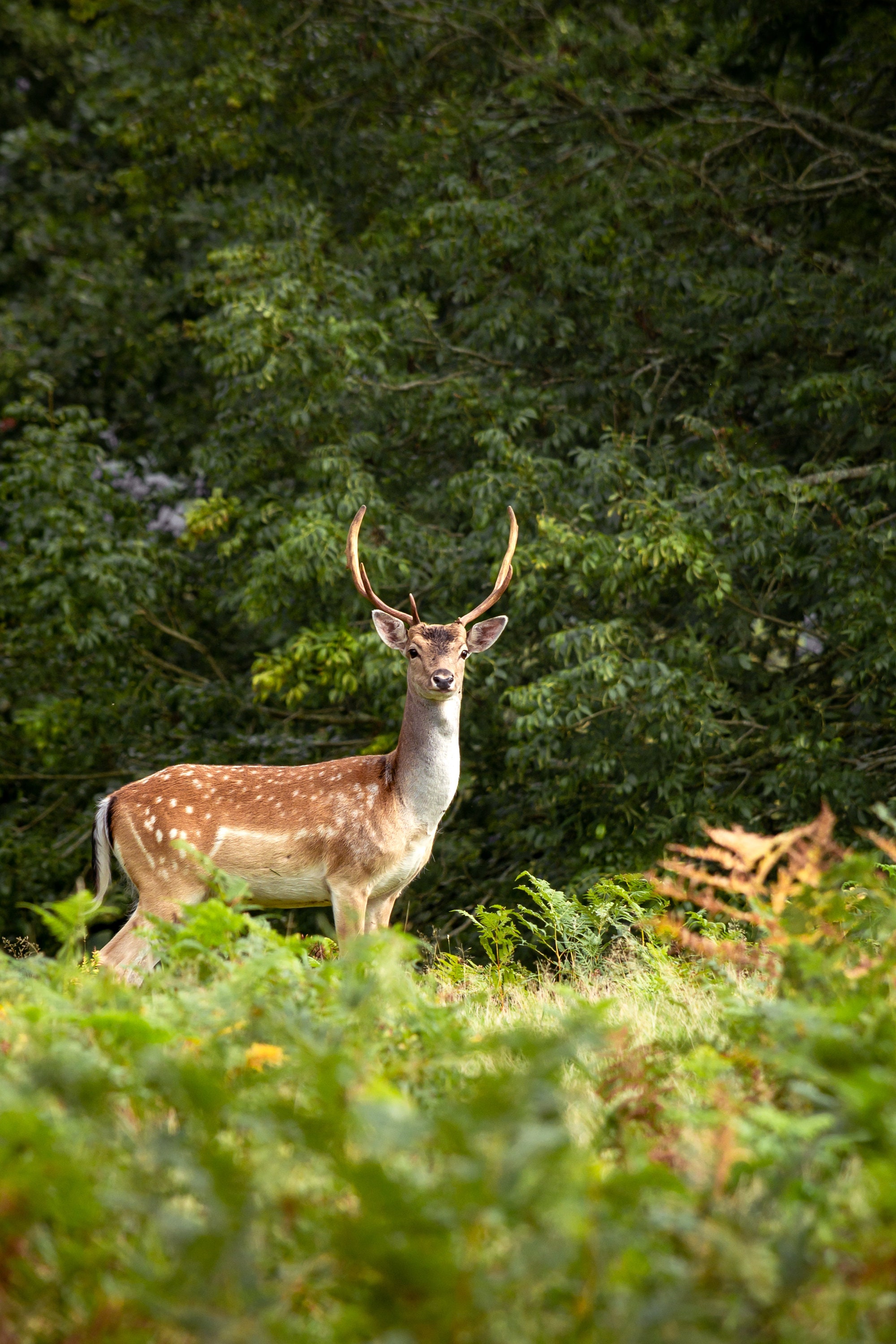 Portrait of Fallow Deer - Etsy