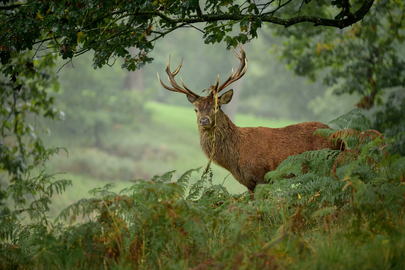 Stag in the Forest - Etsy