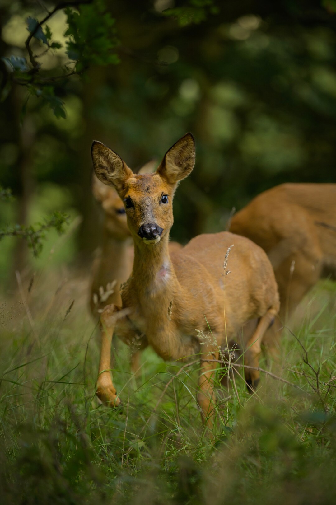 Baby Roe Deer - Etsy