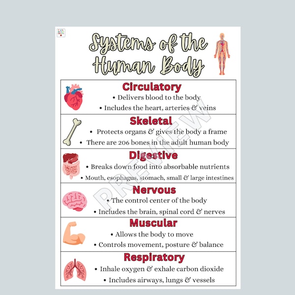 Science Body Chart - Etsy