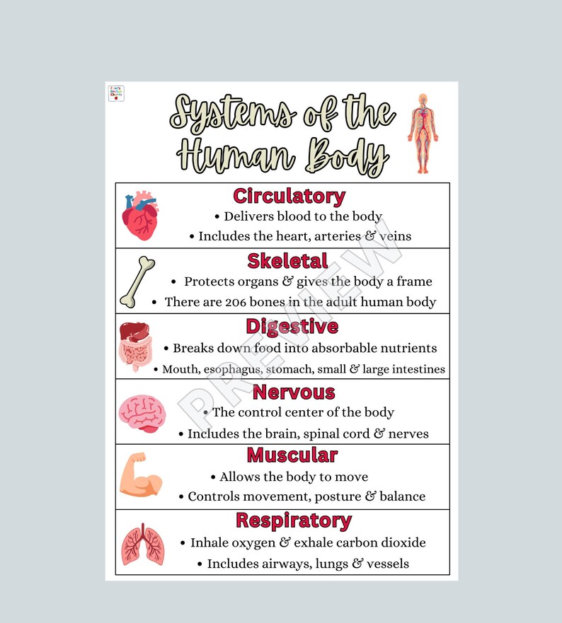 Systems of the Human Body Anchor Chart, Anatomy Poster for Kids ...