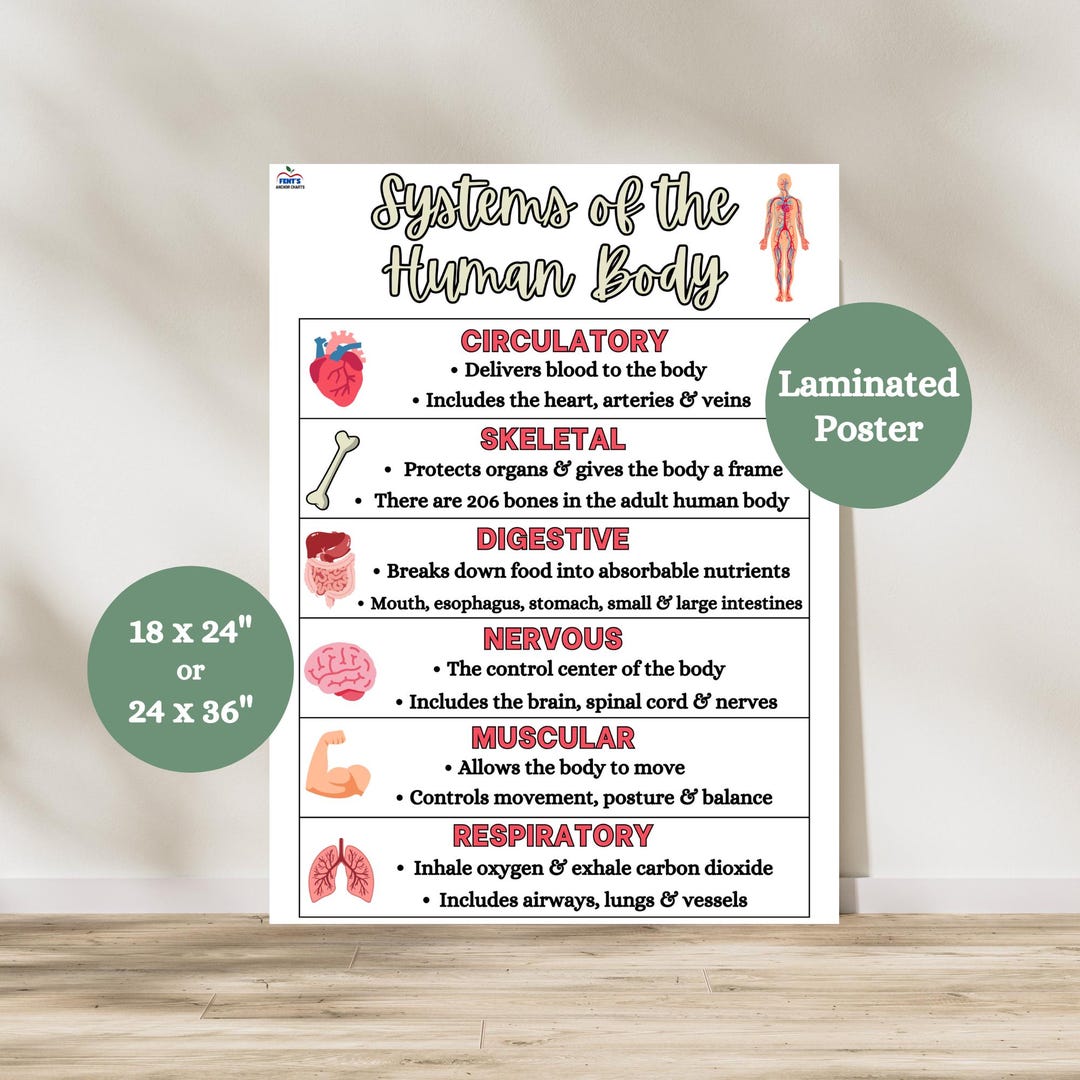 Systems of the Human Body for Kids Poster, Human Anatomy Poster for ...