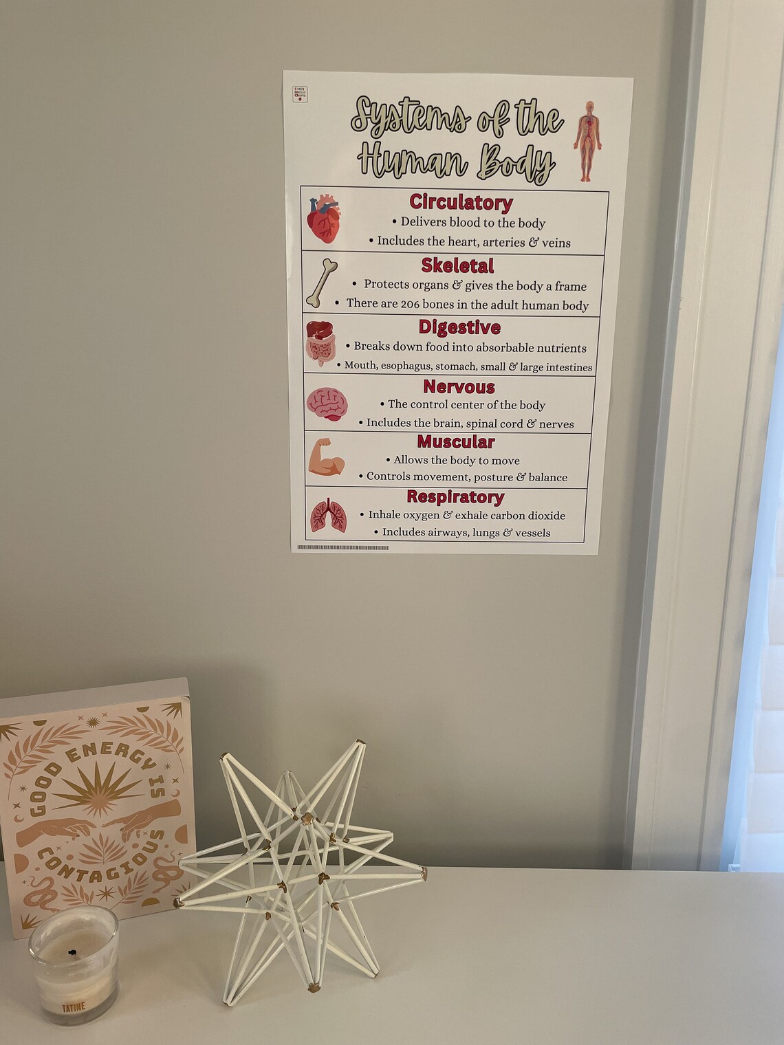 Systems of the Human Body Anchor Chart, Anatomy Poster for Kids ...