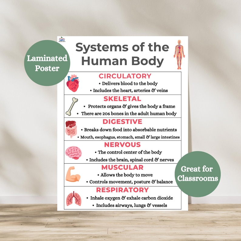 Human Body Systems Poster | Laminated Science Classroom Decor - Etsy