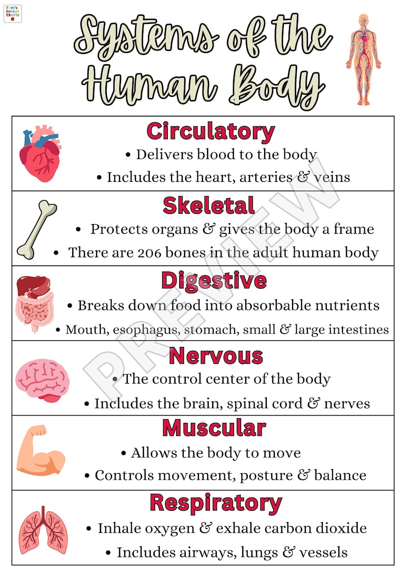 Systems of the Human Body Anchor Chart Anatomy Poster for - Etsy