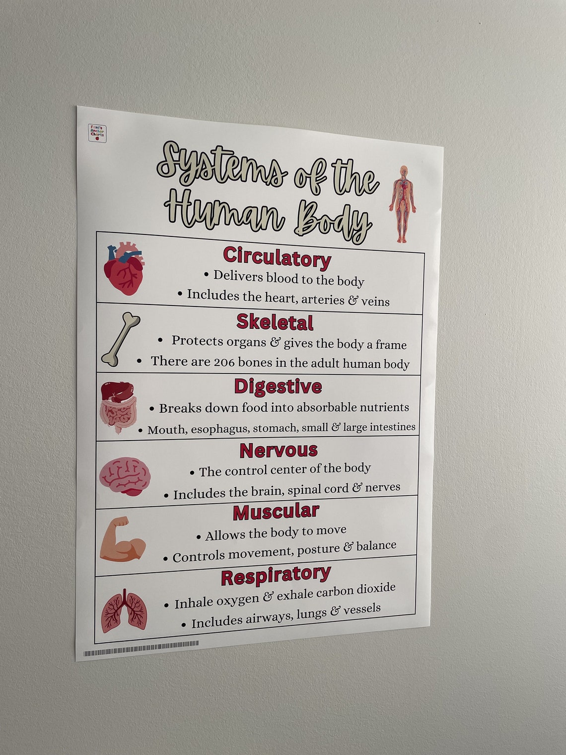 Systems of the Human Body Anchor Chart, Anatomy Poster for Kids ...