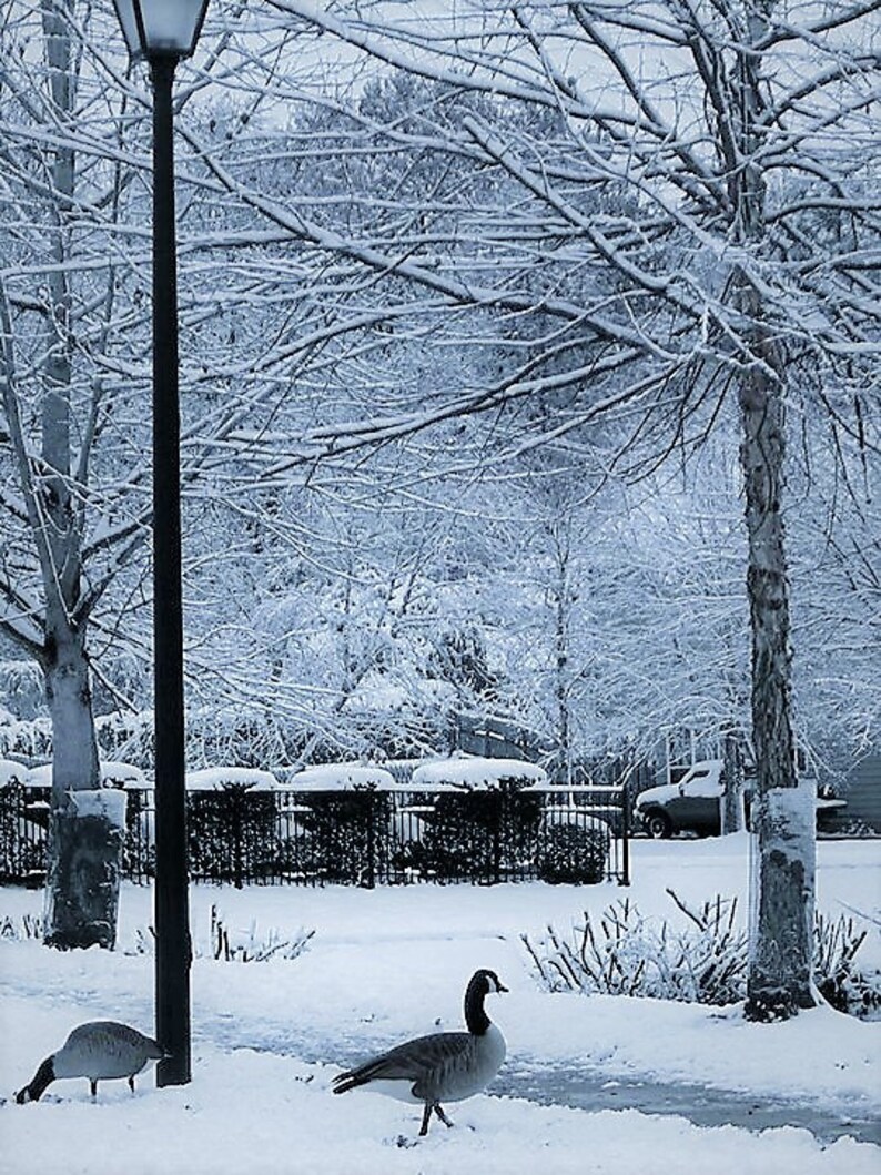 Winter Canadian Geese in the Snow Goose Gaggle Print Digital File Black ...