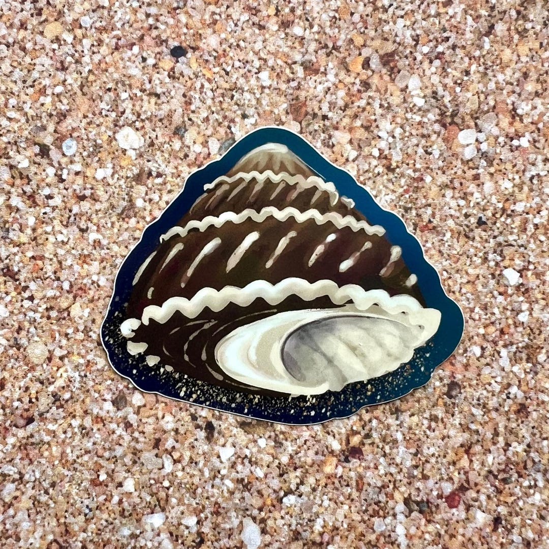 Seashell - Wavy Turban Snail - Etsy
