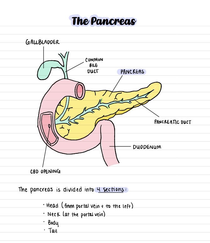Handwritten Abdominal Ultrasound Notes Bundle Part 1 - Etsy