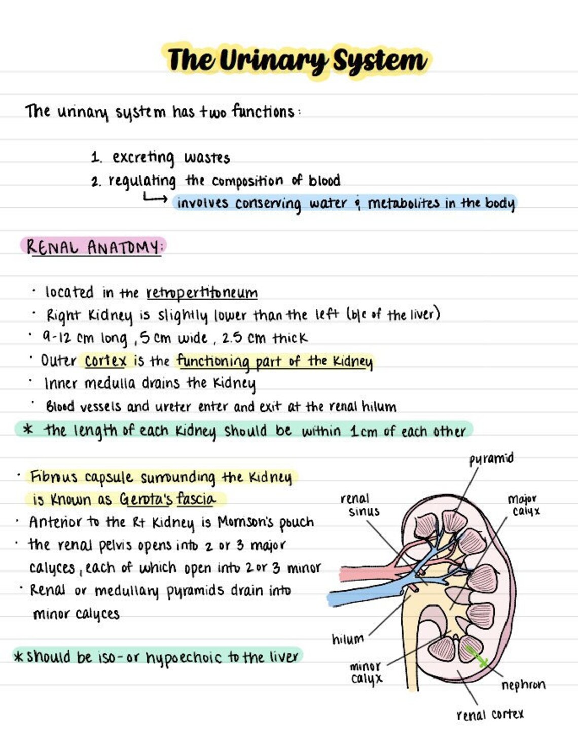 Handwritten Abdominal Ultrasound Notes Bundle Part 2 - Etsy