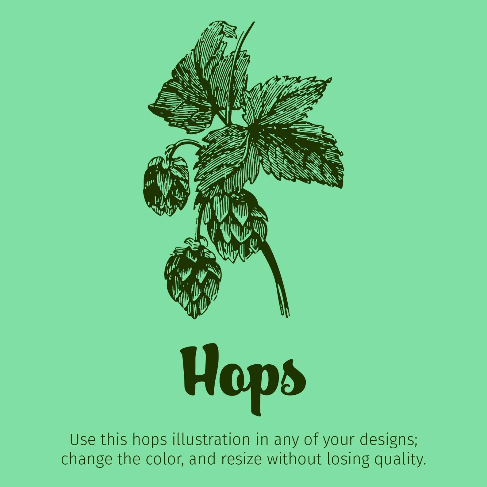 Hops Illustration Vector Graphic: Vintage Etching Style (digital ...