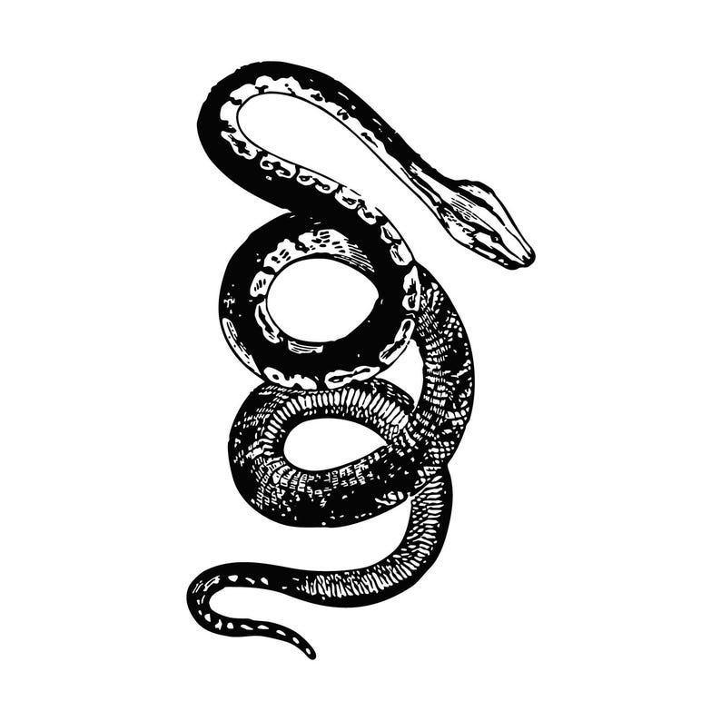 Snake Vector Graphic - Jpg Eps Svg Png - Illustration - Etching Style ...