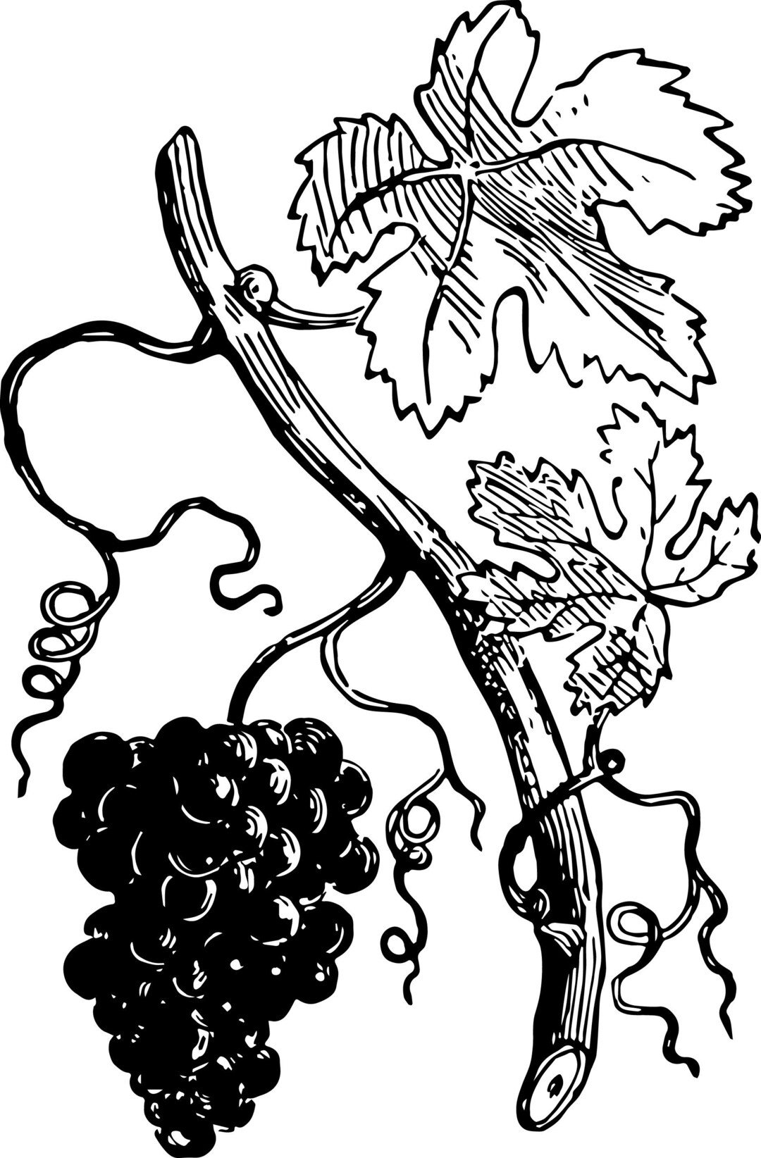 Grape Vine PNG EPS and SVG Vector Graphic - Illustration - Etching ...