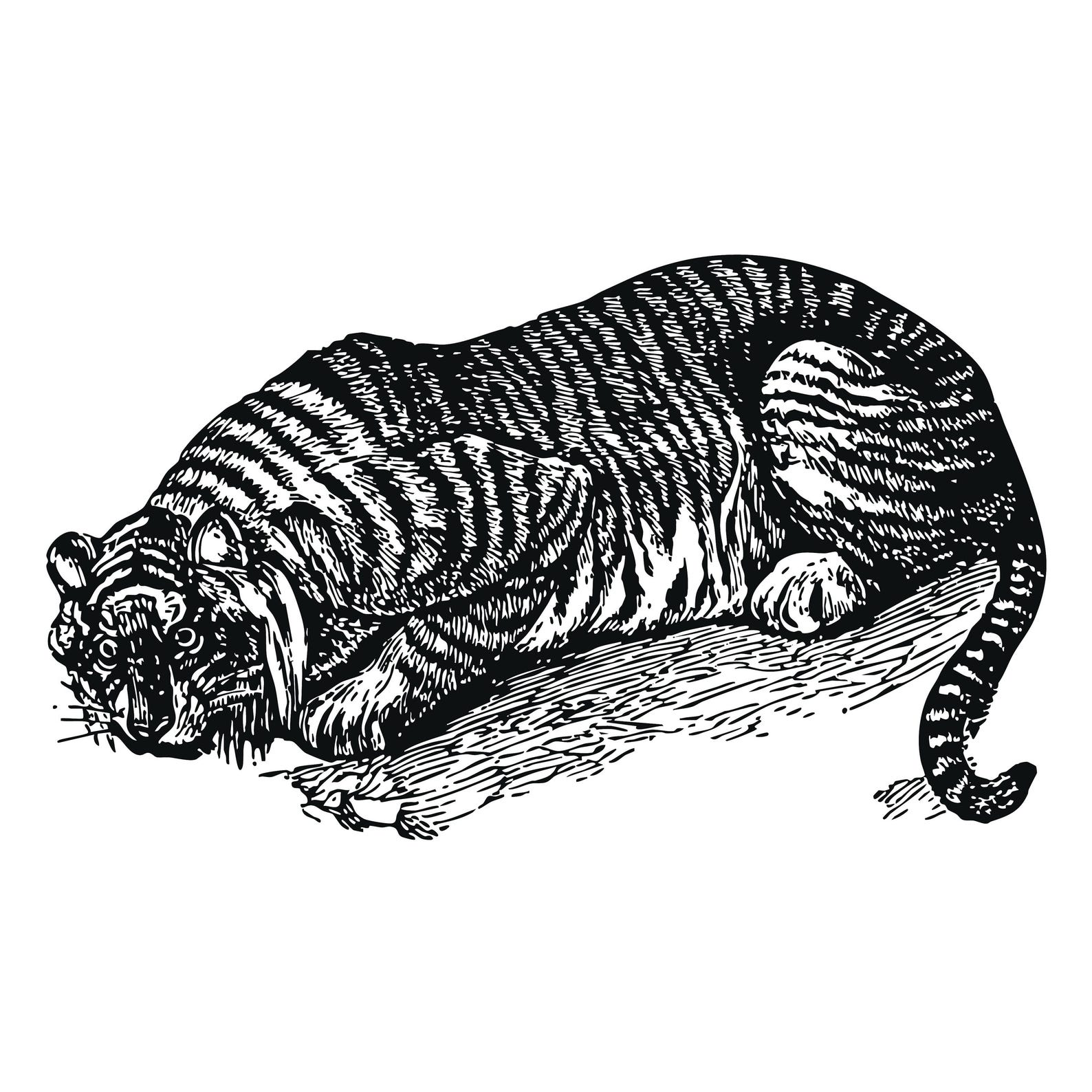 Tiger Vector Graphic - Jpg Eps Svg Png - Illustration - Etching Style ...