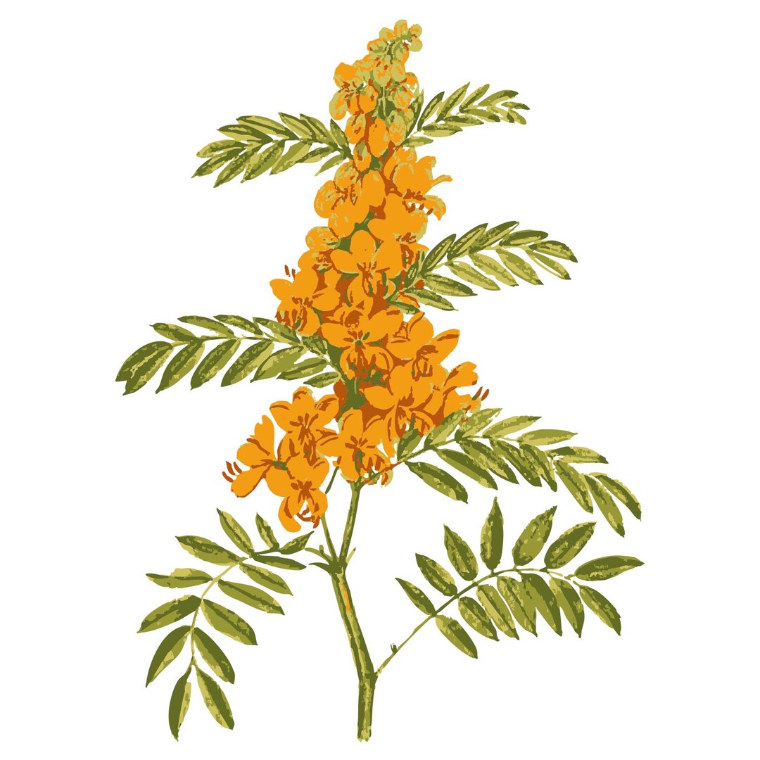 Pretty Orange Flowers, Wild Senna PNG EPS and SVG Vector Graphic ...