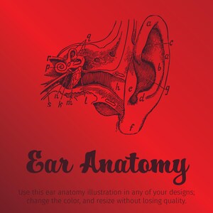 Ear Anatomy Vector Graphic - Jpg Eps Svg Png - Illustration - Etching ...