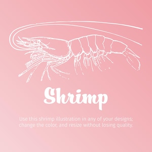Shrimp Vector Graphic - Jpg Eps Svg Png - Illustration - Etching Style ...