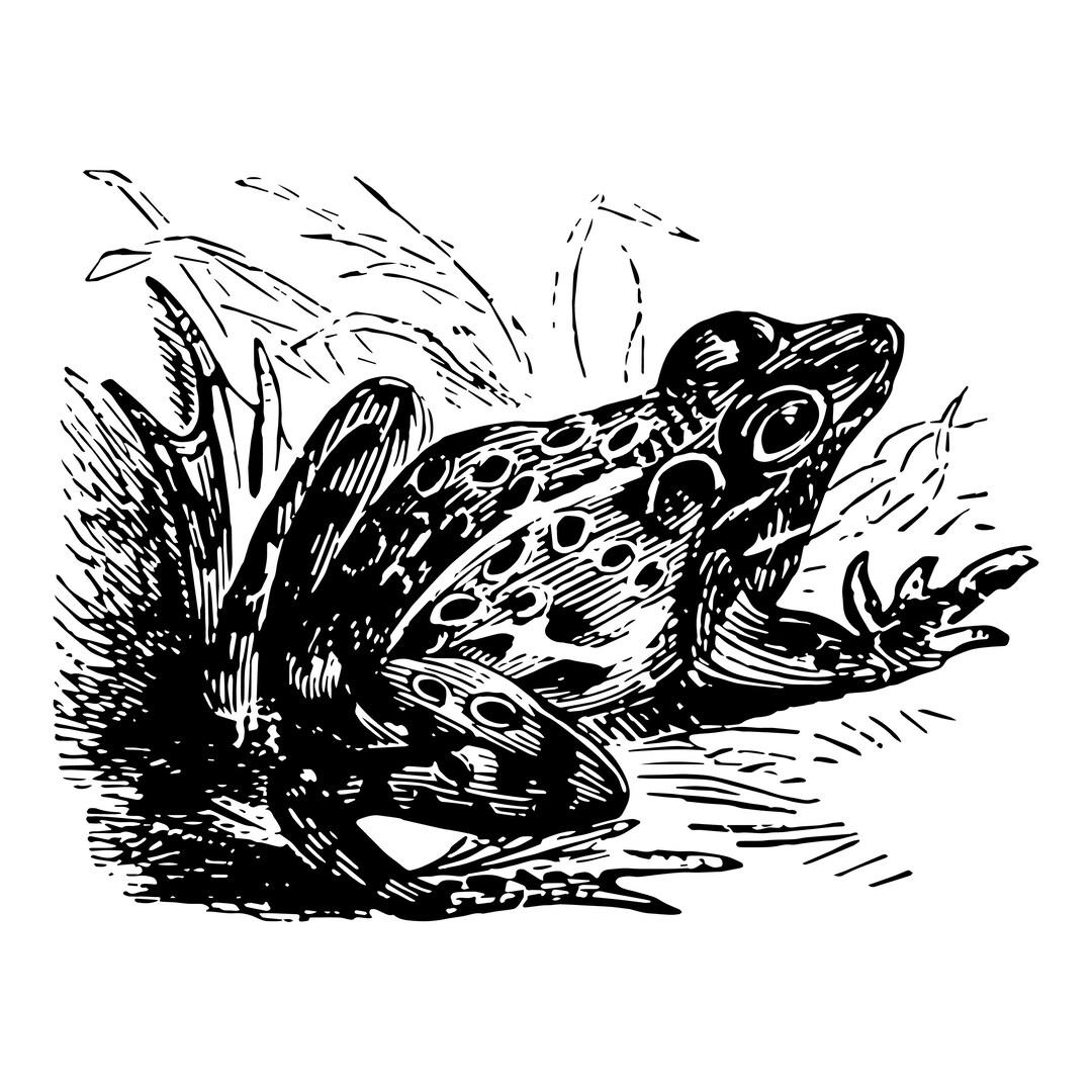 Frog Eps/vector Graphic - Woodcut Style Art - Vintage & Antique Look - Etsy
