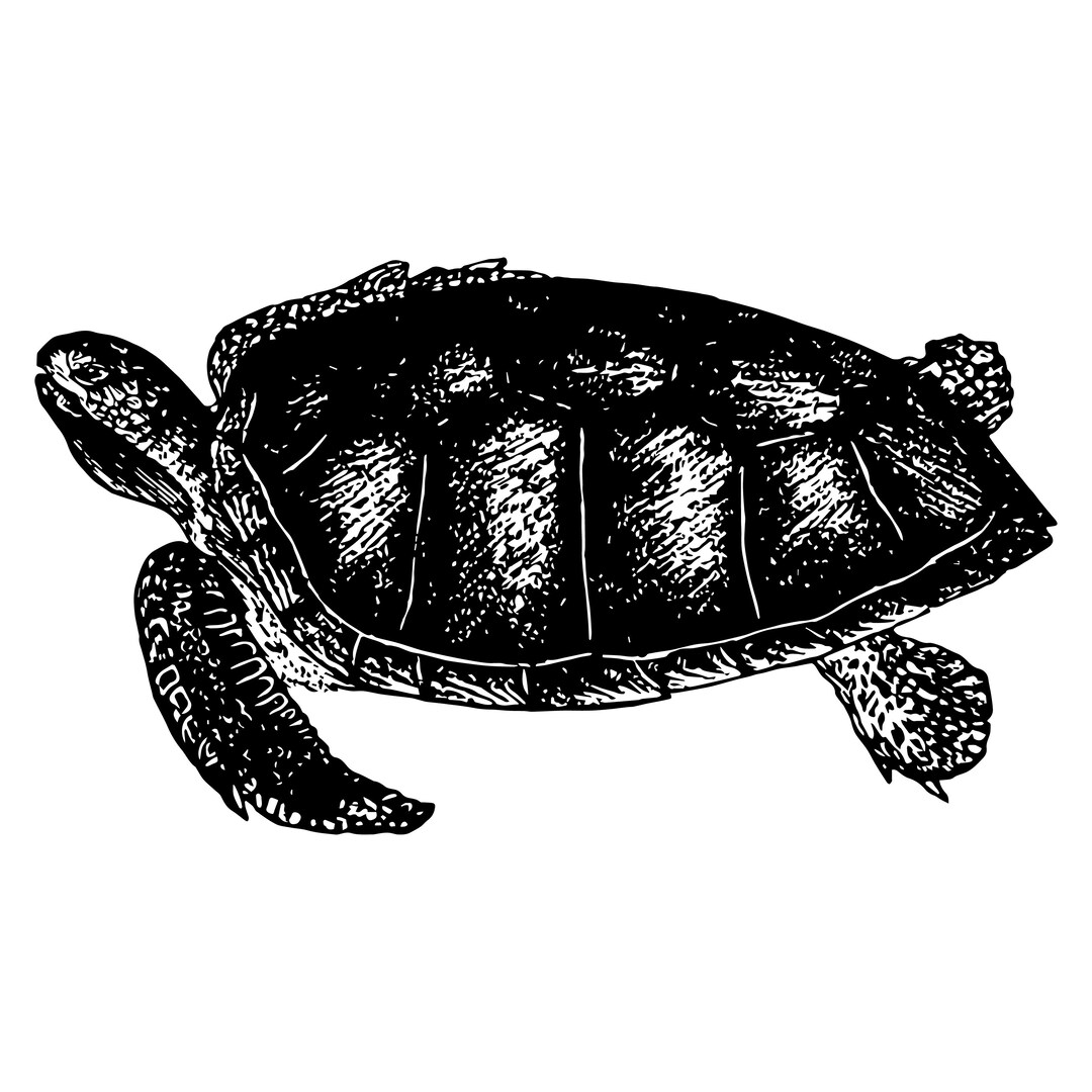 Turtle Eps/vector Graphic - Etching Style Art - Vintage & Antique Look ...