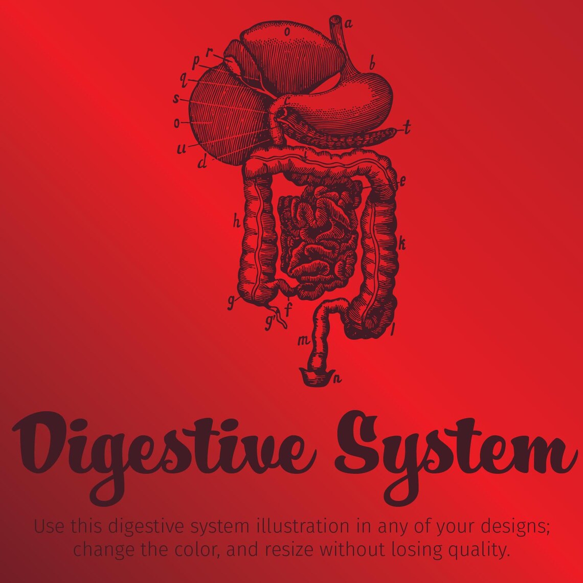 Anatomical Digestive System Vector Graphic - Jpg Eps Svg Png ...
