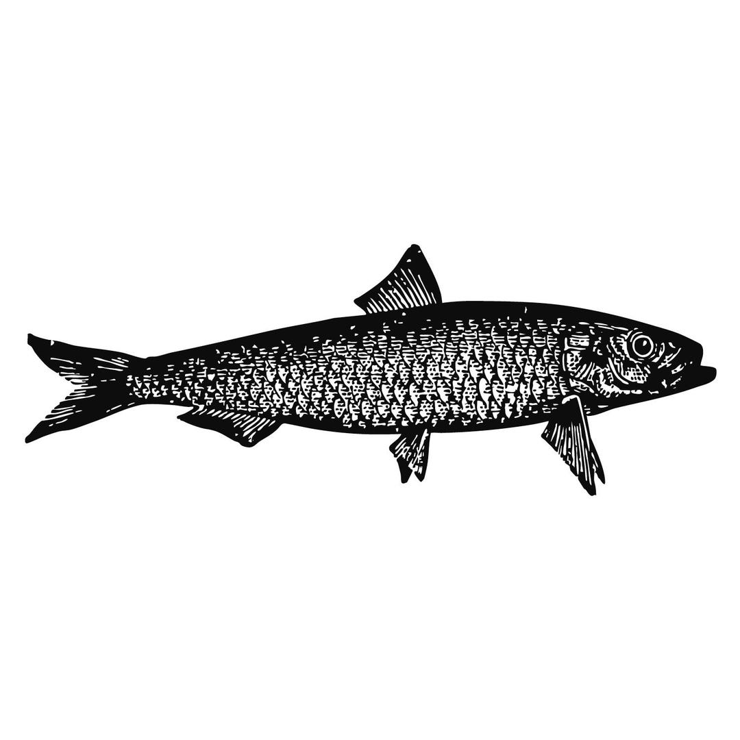 Sardine Vector Graphic: Vintage Etching Style Illustration (digital ...