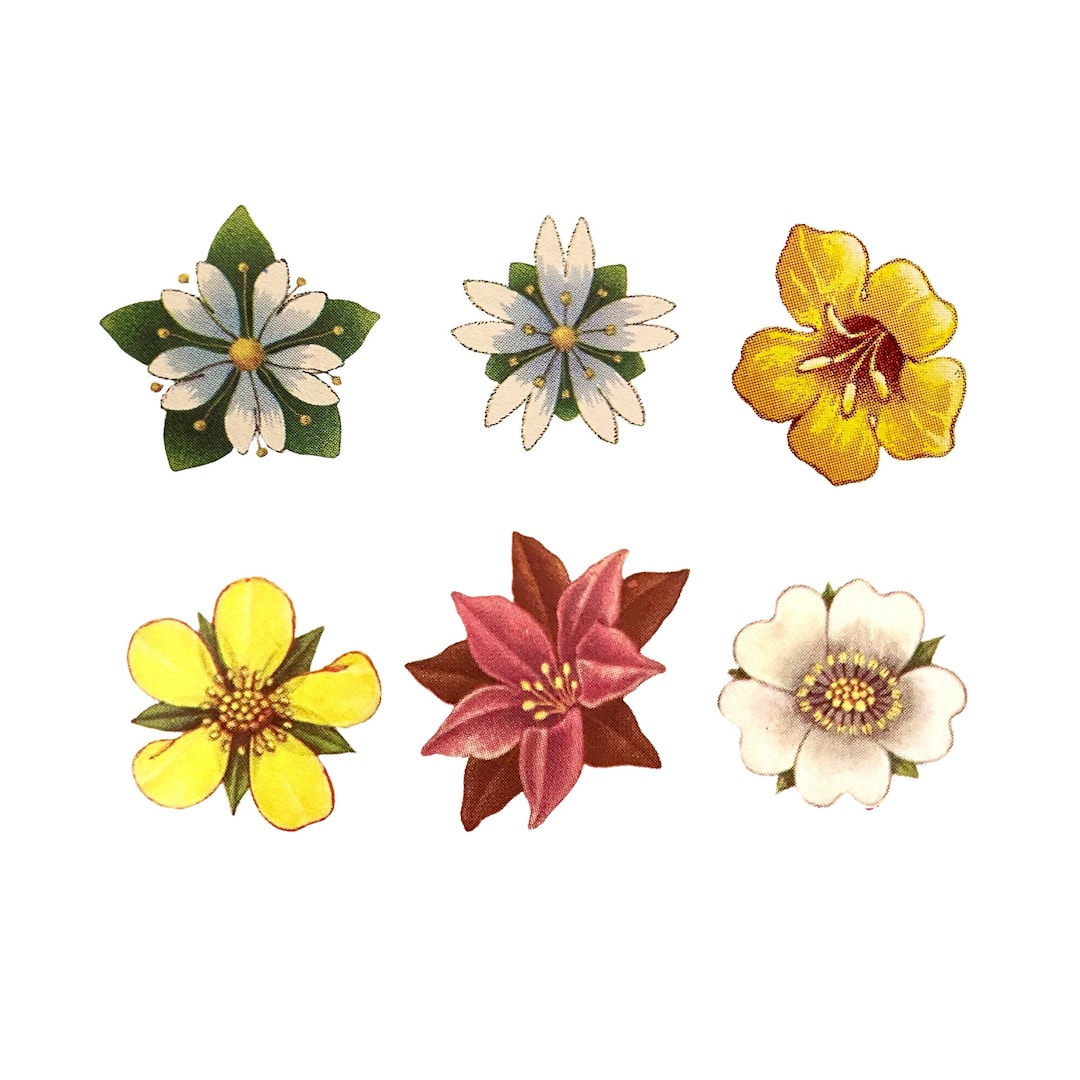 Flower Variety Bundle SVG, PNG, JPG Colorful Digital Graphic - Pretty ...