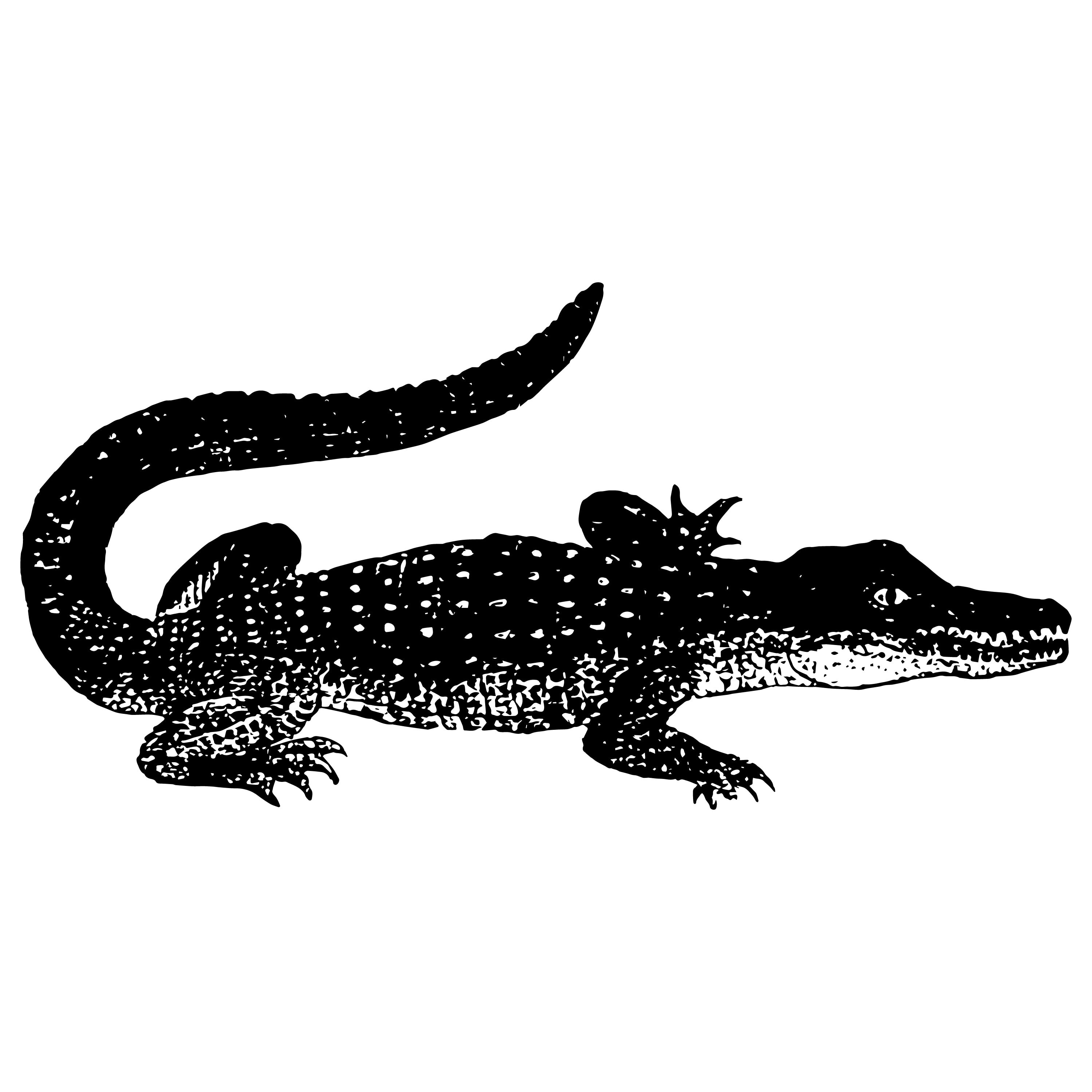Alligator Eps/vector Graphic - Woodcut Style Graphic - Vintage ...
