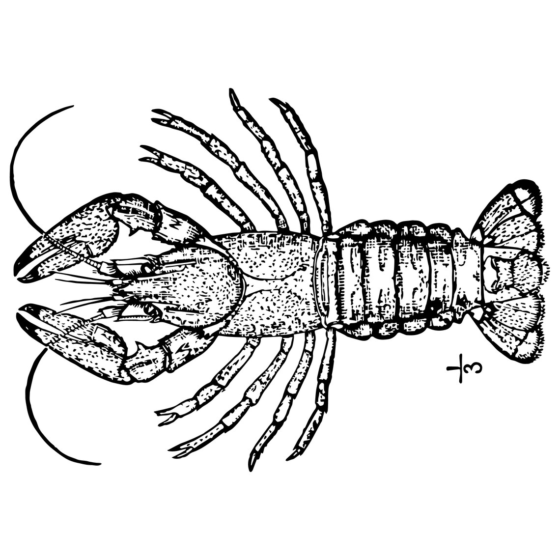 Crawfish Eps/vector Graphic - Woodcut Style Art - Vintage & Antique ...