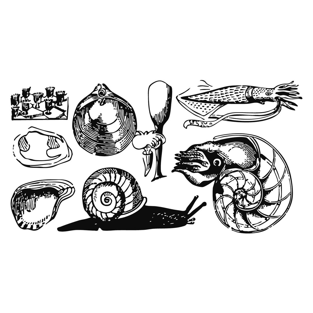 Mollusks Vector Graphic: Vintage Etching Style Art (digital Download - Etsy