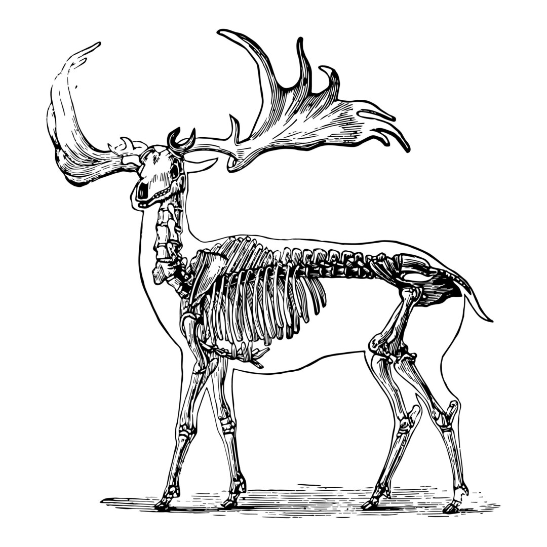 Elk Skeleton JPG EPS Vector Graphic - Illustration - Etching Style Art ...