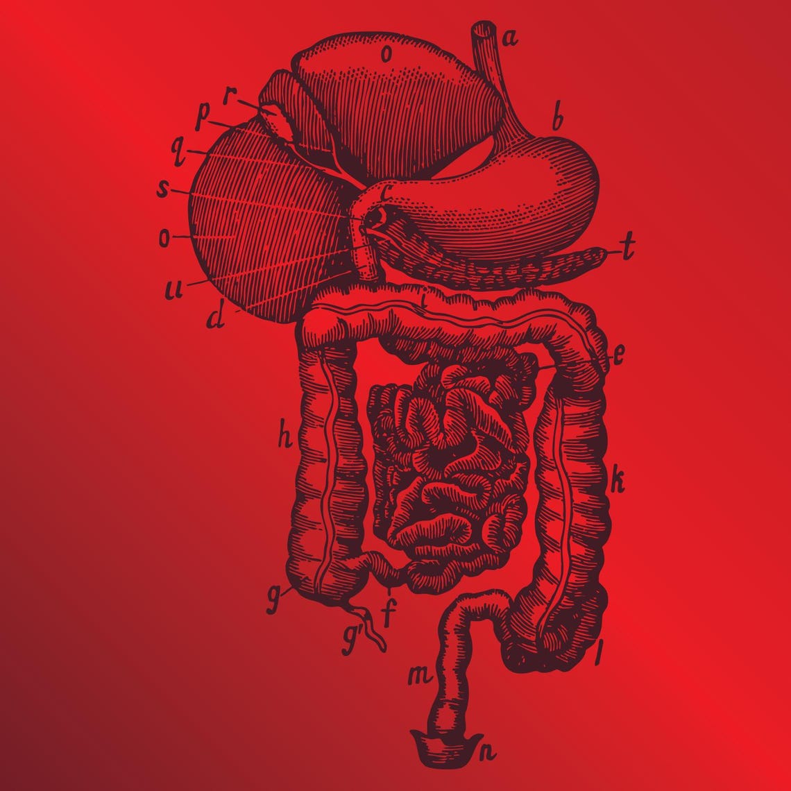 Anatomical Digestive System Vector Graphic - Jpg Eps Svg Png ...