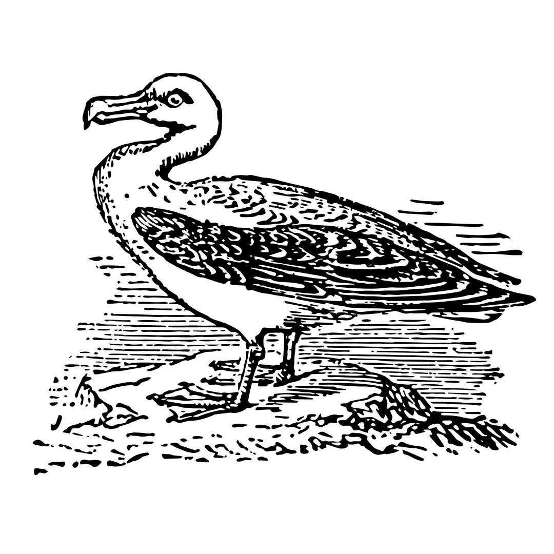 Albatros Eps/vector Graphic - Woodcut Style Graphic - Vintage & Antique ...