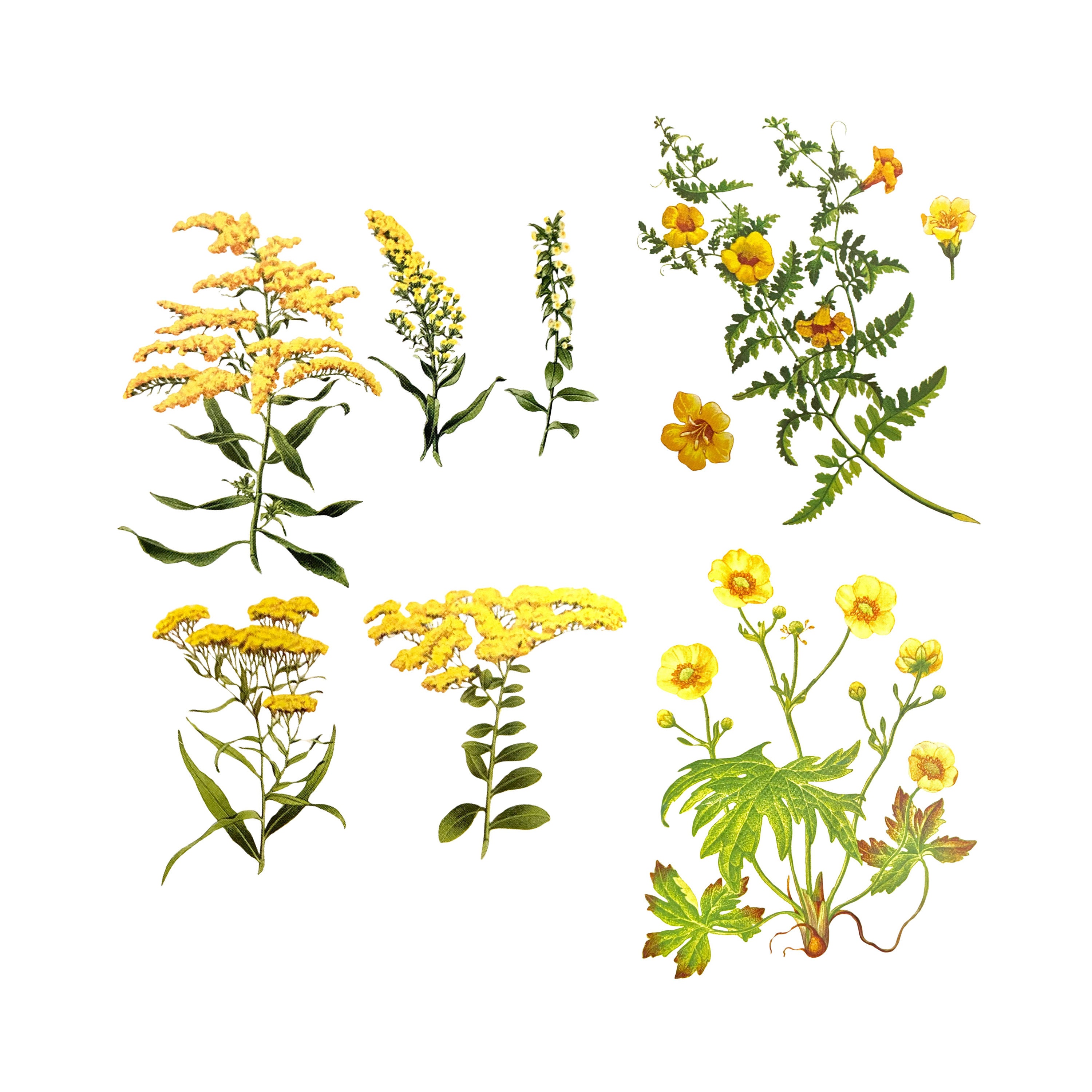 Yellow Flower Variety SVG, PNG, JPG Colorful Digital Graphic - Pretty ...