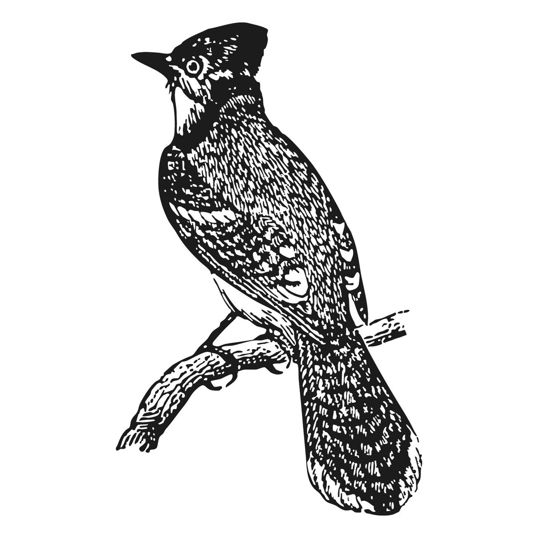 Blue Jay Vector Graphic - Jpg Eps Svg Png - Illustration - Etching ...