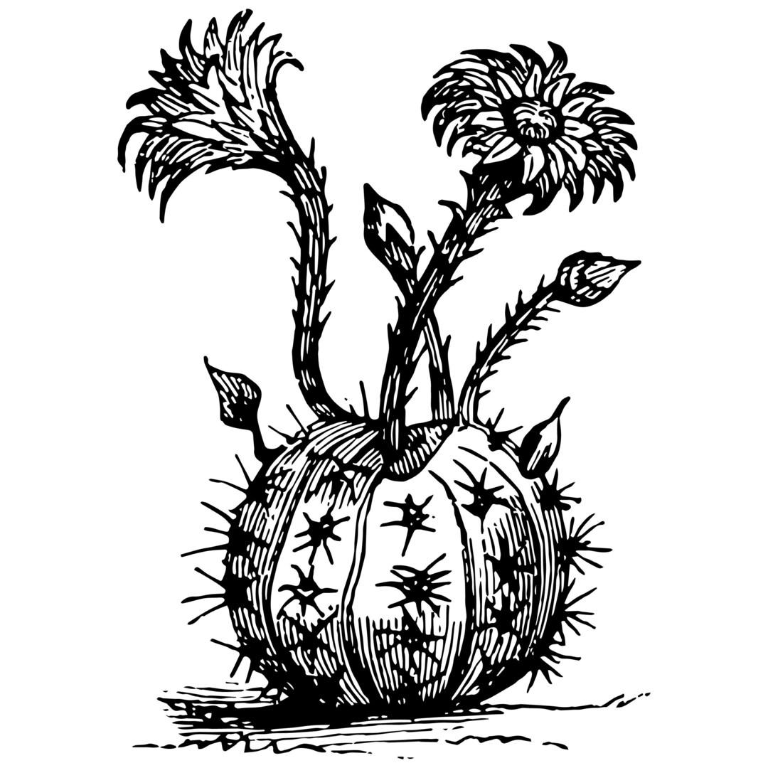 Vintage Etching Style Cactus Graphic: JPG, PNG, EPS (digital Download ...