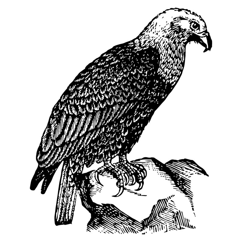 Bald Eagle Eps/vector Graphic - Woodcut Style Graphic - Vintage ...