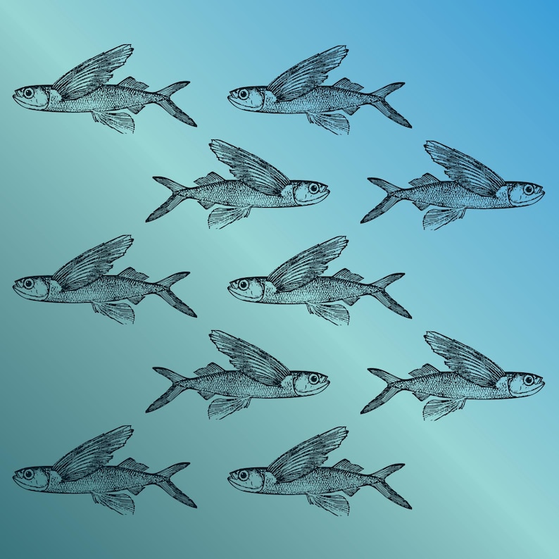 Flying Fish Vector Graphic: Vintage Etching Style Illustration (digital ...