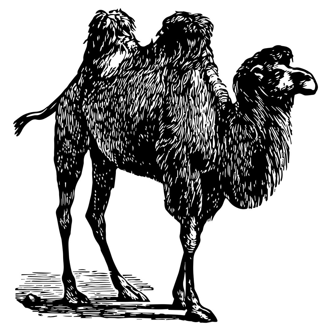 Camel Eps/vector Graphic - Woodcut Style Art - Vintage & Antique Look ...