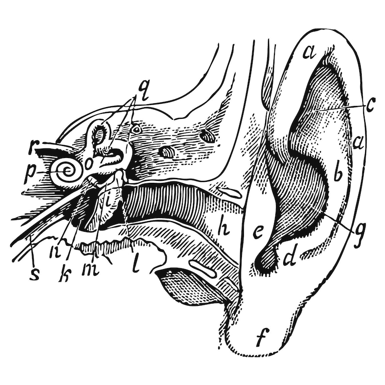 Ear Anatomy Vector Graphic - Jpg Eps Svg Png - Illustration - Etching ...
