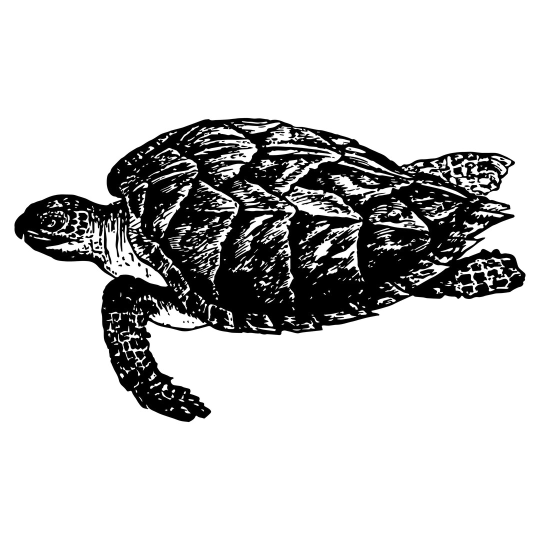 Sea Turtle Eps/vector Graphic - Etching Style Art - Vintage & Antique ...