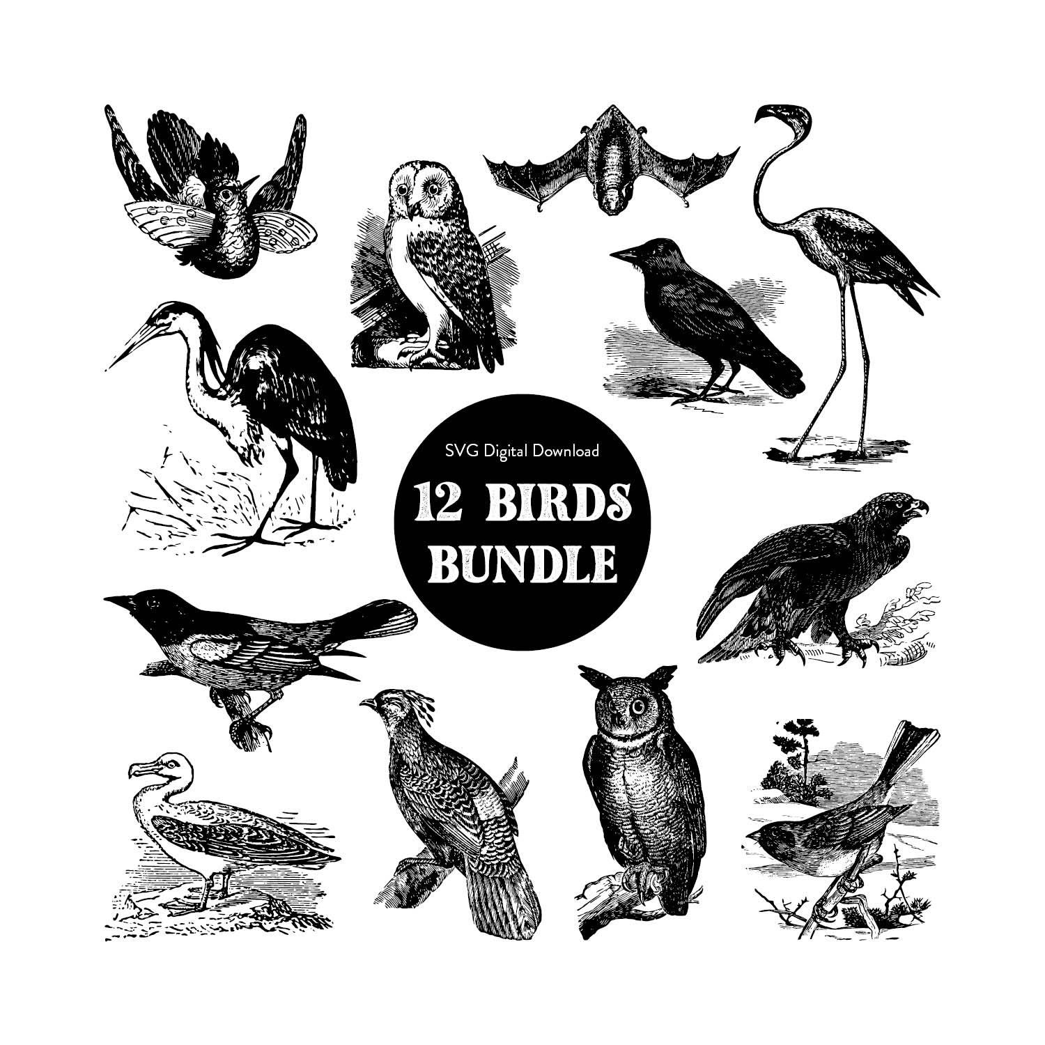 Birds Bundle SVG Graphics | Digital File | Bird Illustrations | Svg ...