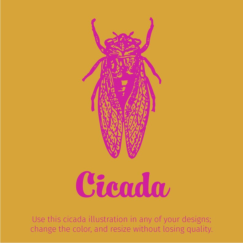 Cicada Vector Graphic - Jpg Eps Svg Png - Illustration - Etching Style ...