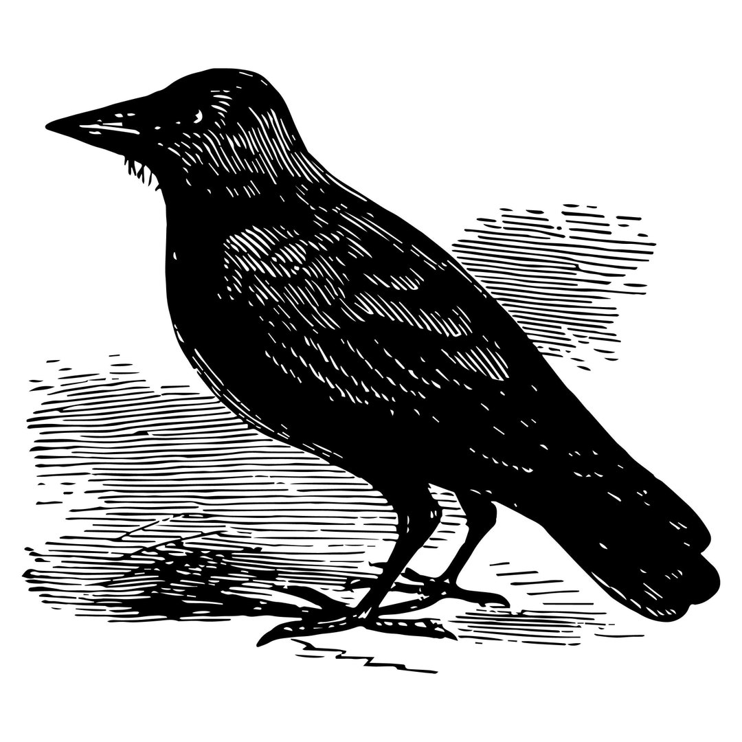 Raven JPG EPS Vector Graphic - Woodcut Style Art - Vintage & Antique ...