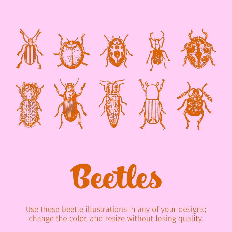 Beetle Vector Graphics Bundle: Vintage Etching Style (digital Download ...