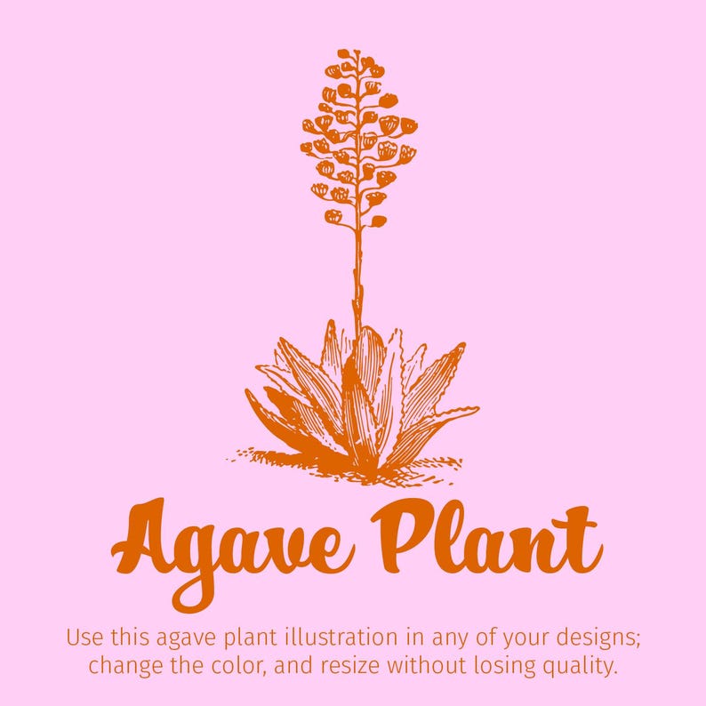 Agave Plant Vector Graphic - Jpg Eps Svg Png - Illustration - Etching ...