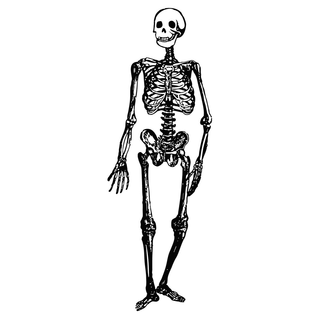 Skeleton Vector Graphic - Jpg Eps Svg Png - Illustration - Etching ...