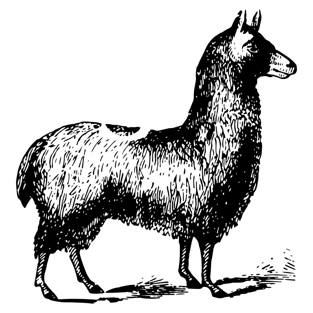 Alpaca Eps/vector Graphic - Woodcut Style Graphic - Vintage & Antique ...
