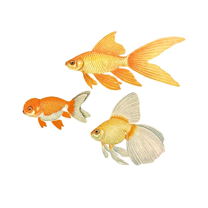 Goldfish Variety (3 Fish Bundle) SVG, PNG, JPG Colorful Digital Graphic ...